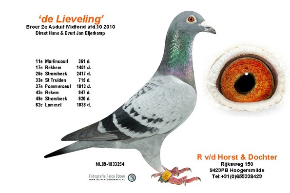 Duiven.net