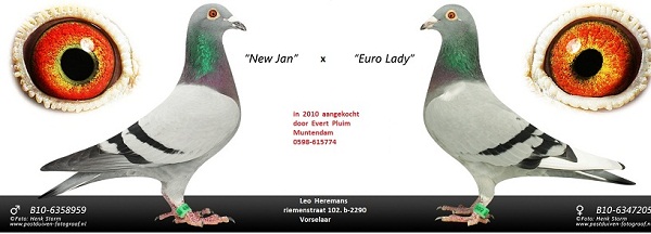 Duiven.net